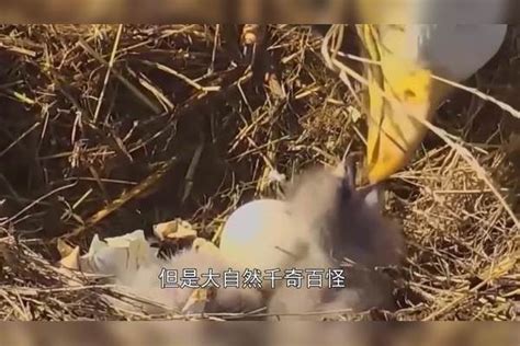 这鸟会狸猫换太子，一出生就是杀人凶手，真是太鸡贼了！凶手太子狸猫换