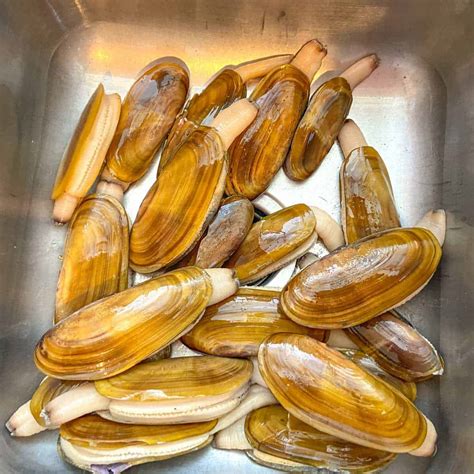 Everything You Need To Know About Razor Clams The Perfect Tide