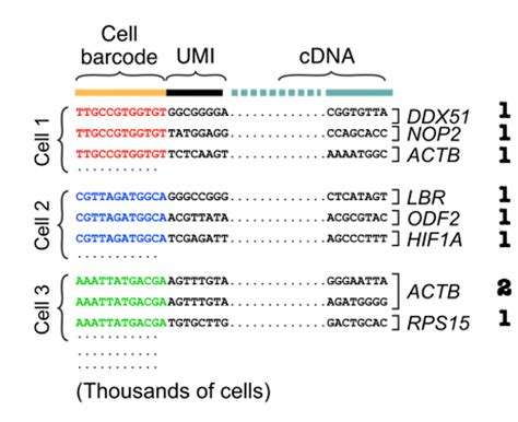 Chapter Introduction To Single Cell Technology Fundamentals Of ScRNASeq Analysis