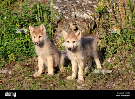 Gray Wolves Canis Lupus Pups Eight Weeks Littermates Montana Usa
