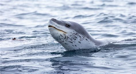 Leopard Seals Antarctic And Southern Ocean Coalition