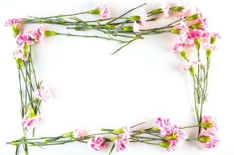 Pink Carnation Border