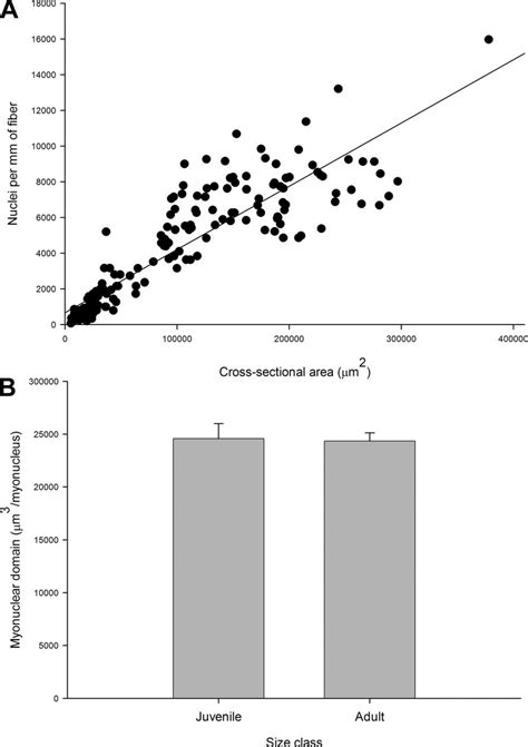 A Correlation Between Nuclear Number Per Millimeter And Fiber