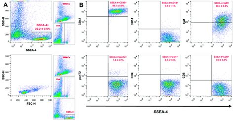 Flow Cytometric Strategy For The Phenotyping Of Ssea 4 Cells