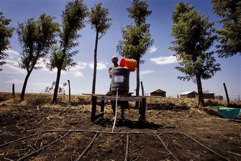 The Benefits Of Drip Irrigation In Developing Countries The Borgen