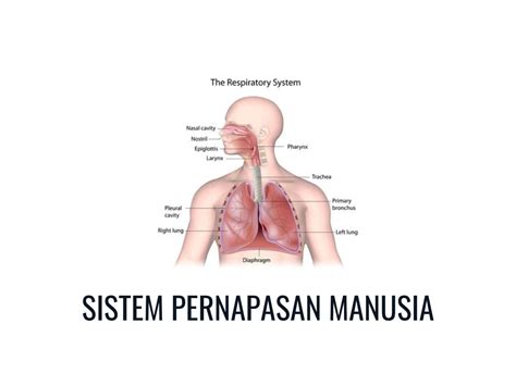 Sistem Pernapasan Pada Manusia Dan Fungsinya Dalchaebi