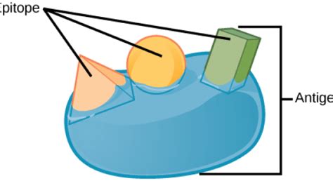 Difference Between Antigen And Pathogen Definition Characteristics