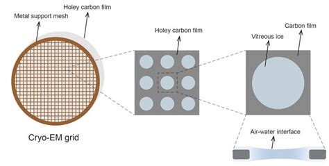 Single Particle Cryo Em Sample Preparation Guide Creative Biostructure