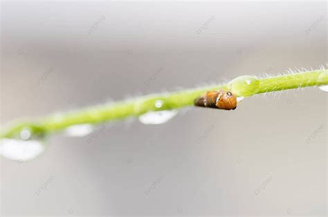 Aphids On The Flower Nature Macro Plant Photo Background And Picture For Free Download Pngtree