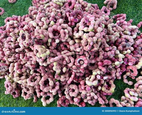 Pithecellobium Dulce Fruit Agriculture Natural Food Stock Image