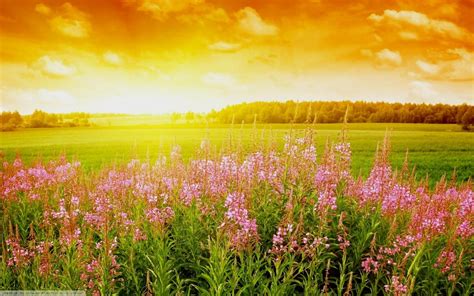 Nature WallPaper Sources | Field wallpaper, Summer wallpaper, Sunrise ...