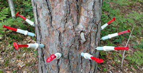 Save Your Trees From Pine Bark Beetle And Spruce Beetle With Diy Tree