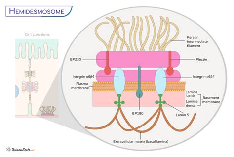 Hemidesmosomes Definition Location Functions And Diagram