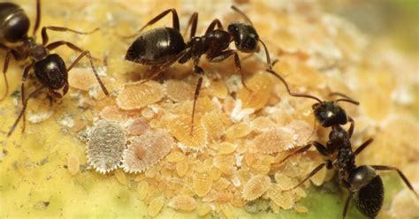 Eric Cassell Discovery Institute