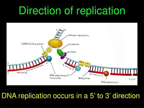 Dna Replication Ppt Download