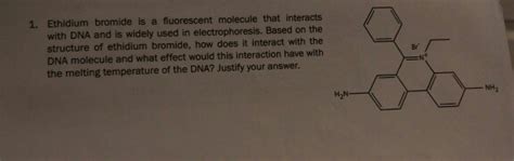 Solved 1 Ethidium Bromide Is A Fluorescent Molecule That