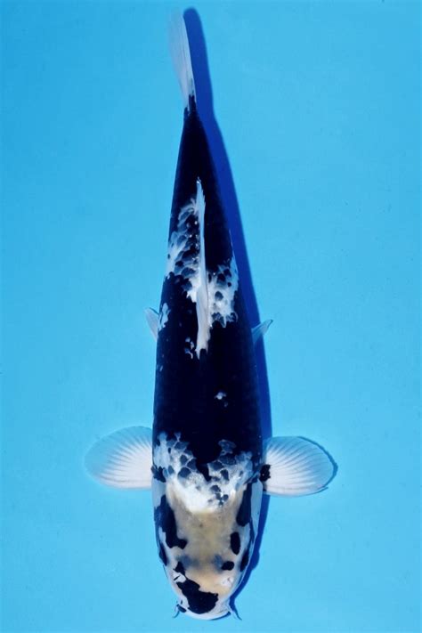 Koi Auktion Koi Yotsushiro