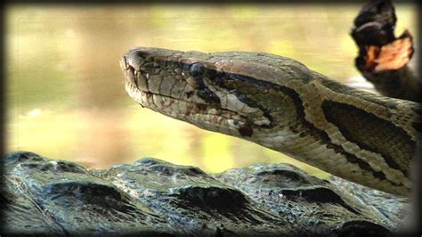 Alligator Attacks Python 03 Music Youtube