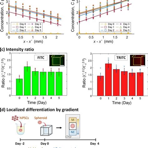 generating gradient and localized differentiation using the