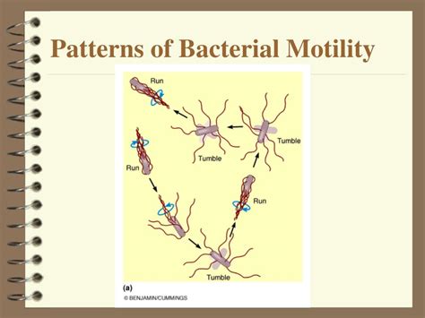 Ppt Chapter 4 Functional Anatomy Of Procaryotic And Eucaryotic Cells
