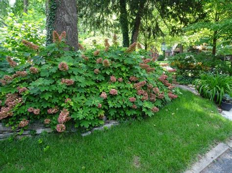 May Shrub Of The Month Ruby Slippers Hydrangea