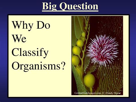 Why Do We Need Classify Organisms At Lydia Eddy Blog