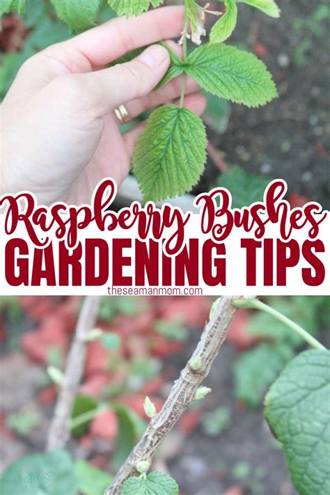 How To Care For Raspberry Bushes Raspberry Bush Raspberry Plants