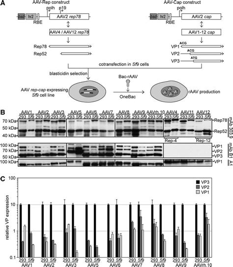Generation Of Onebac Aav112 Repcap Carrying Sf9 Cell Lines And Their