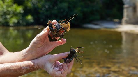 Van Jövője A Rákászatnak Magyarországon Greendex