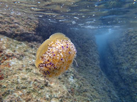 This Fried Egg Jellyfish Has The Prettiest Tentacles R