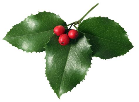 Mistletoe Festive Plant With Holly And Berries Free Hd Png Png All