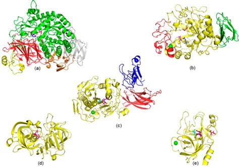 Three Dimensional Structures Of Digestive Enzymes A α Glucosidase