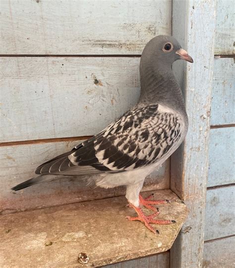 Update Now Gone To New Home Lee Kevin Buddle Facebook