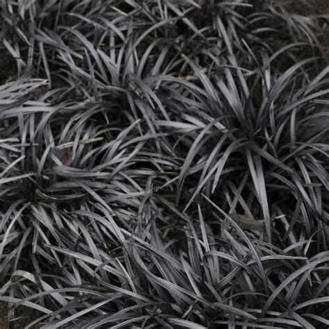 Black Mondo Grass Monkey Grass Suppor Bloguru