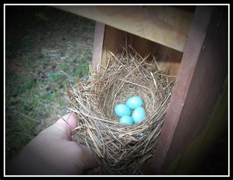 Jadehollow Outdoor Wednesday Kudzu And Bird Eggs