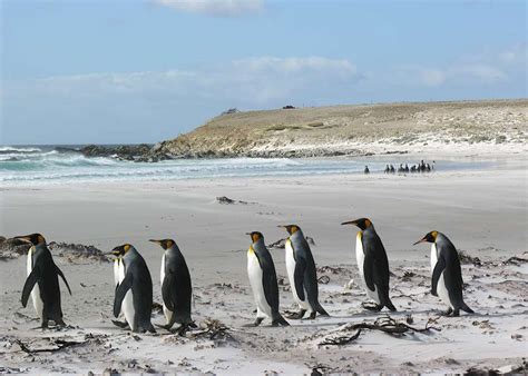 Volunteer Point The Falkland Islands Audley Travel Uk