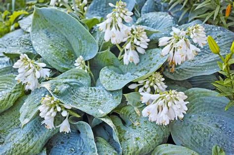 Hosta Blue Angel Sieboldiana Plantain Lily