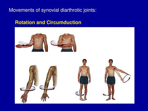 Biology 322 Human Anatomy I Ppt Download