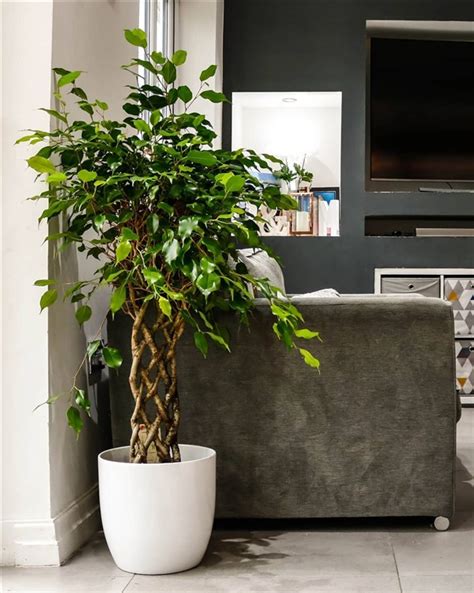 Weeping Fig Ficus Benjamina Care And Growing Guide