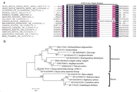 Multiple Sequence Alignment And Phylogenetic Relationships Of Snfl1