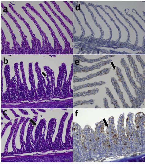Normal Histologic Architecture Of Gill Tissue Of The Control Group A