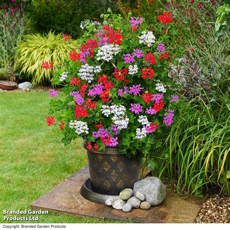 Geranium Trailing Collection