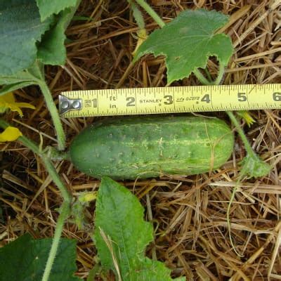 Cucumbers Fedco Seeds