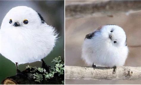 Passarinho Fofo Conheça O Shima Enaga A Ave Que Mais Parece Ter Saído