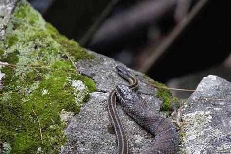 Small Garter Snake And Large Water Snake Photograph By Amanda Liefeld