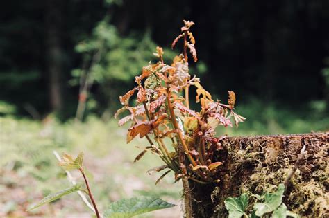 Coppice Management The Coppice Plot