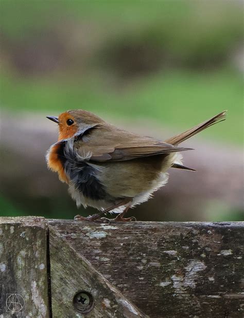 6v6a0851 Jesse Evans Flickr