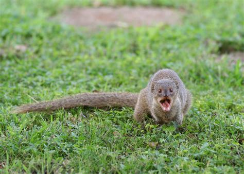 Mongoose Open Wide Img 7438 Edited 1 Small Indian Mongoose… Flickr