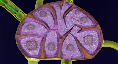 3d File Lymph Node Lymphatic System 3d Model ⚕️・3d Printer Design To