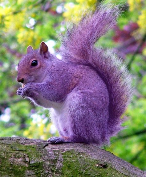 Internal Audit Leaders Are You Looking For A Purple Squirrel